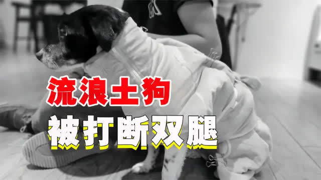 土狗的逆袭一只被虐待打断双腿的流浪狗，是如何重振雄风的