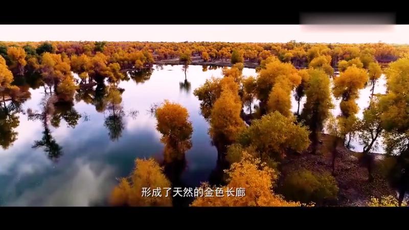 麦盖提县胡杨林场宣传片