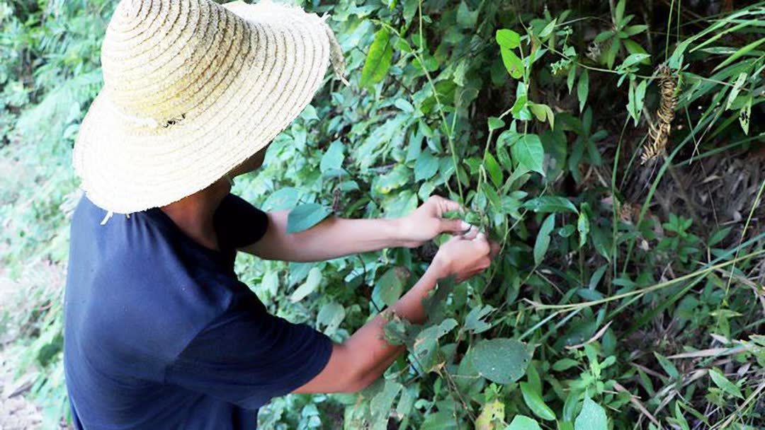 油漆过敏、皮肤瘙痒、斑疹等,农村山间这种常见草药听说很有效!