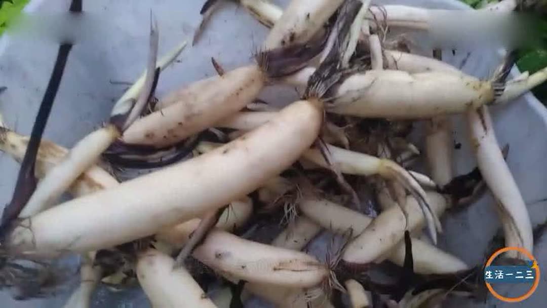 鲜藕汁长期服用可治烦渴不止,但你知道藕汁和什么搭配效果更好吗