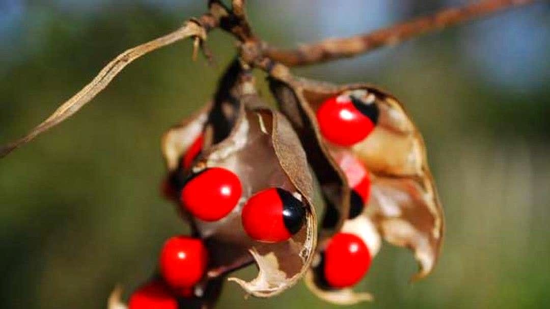 堪称世界最毒植物,其貌不扬但毒性猛烈,被许多国家列入黑名单!