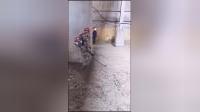 背负式混凝土振动棒汽油振动棒工作视频