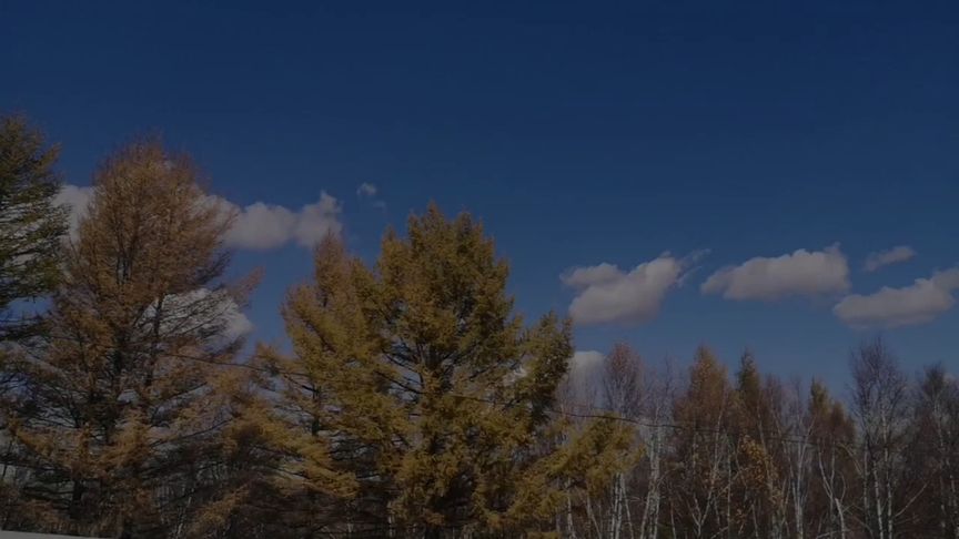 秋天必须打卡的圣地:塞罕坝国家森林公园,不一样的色彩斑斓