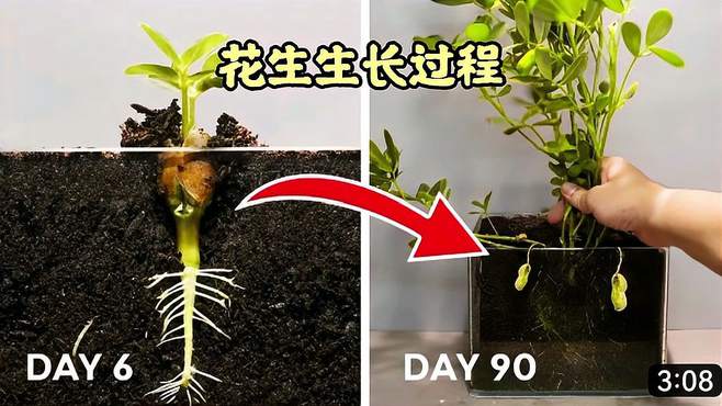 记录花生生长全过程