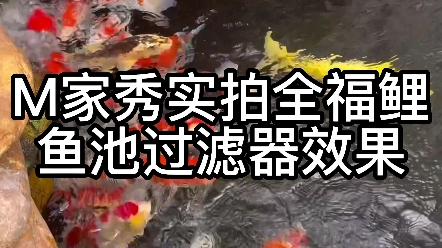 大型户外锦鲤鱼池过滤器,高效循环模拟自然水#一体机鱼池过滤器