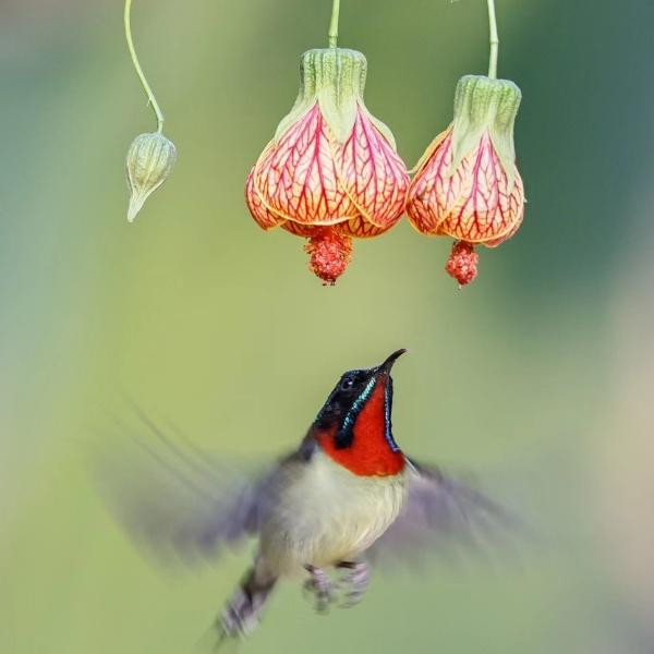 雨后彩虹19732347 