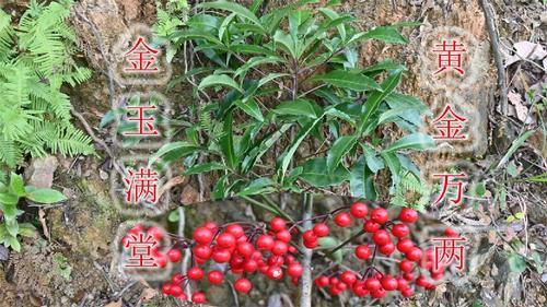 有钱人喜好"朱砂根",200元代找一棵,四季常绿盆栽观赏