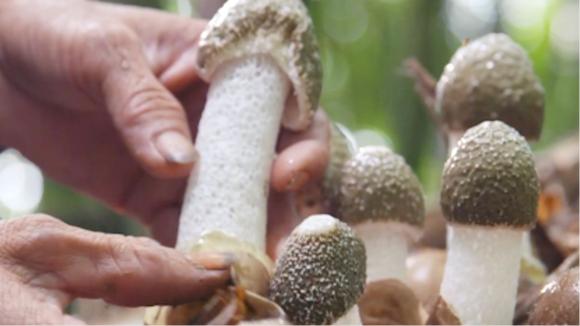 了解一下“林下经济”!小小竹荪帮助村民人均月收入翻4倍!