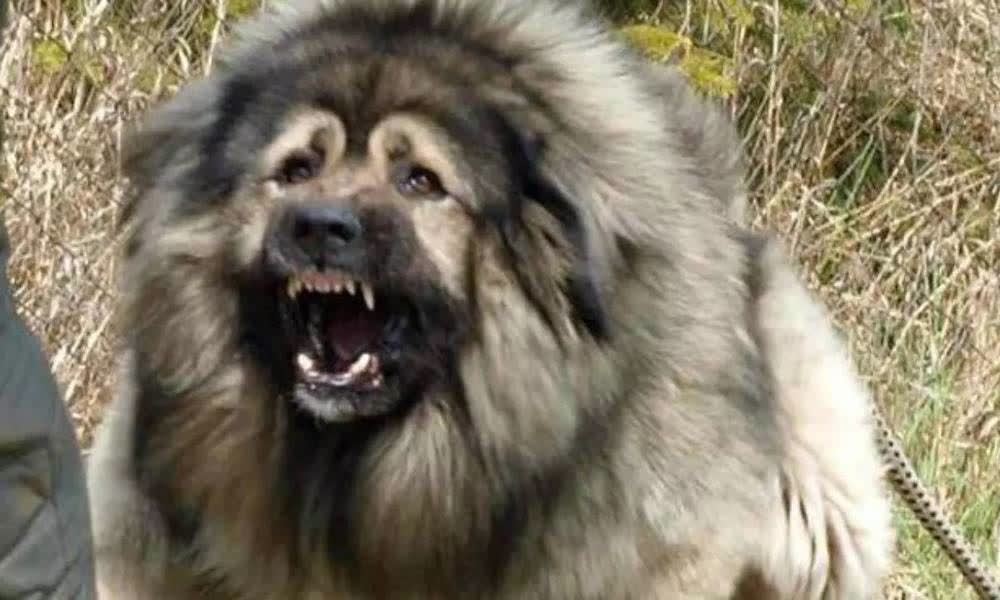 世界上最厉害的狗,竟连藏獒也不是对手!网友:不愧是“狗王”!