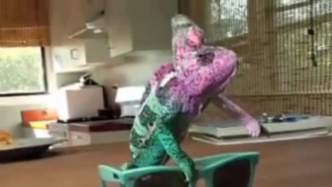 世界上性情最温和的家养宠物变色龙,养在屋内不停变色。