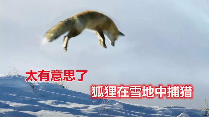 神奇!狐狸在雪地里捕猎,这样的动作太牛了