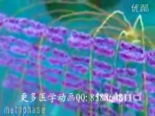 真核细胞有丝分裂