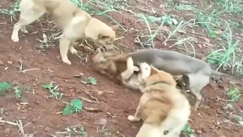 比特犬名不虚传,打架就要置对手非死即残