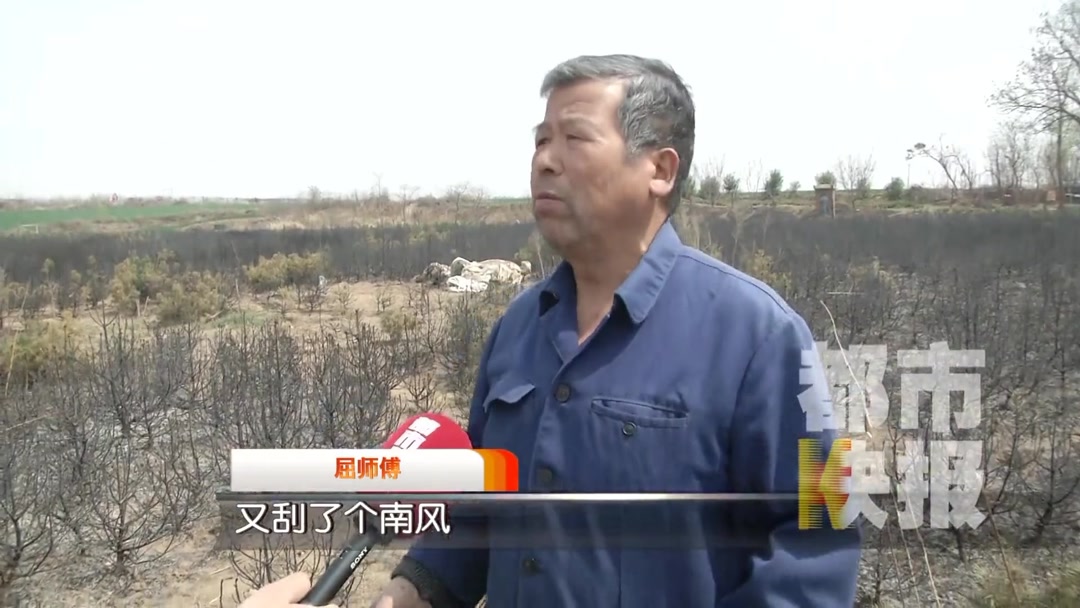 清明祭祀引发火灾 白鹿原大片松林被烧毁一老人遇难