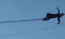 看呆了!印度猴子把电线当绳索,自由穿梭在建筑物之间