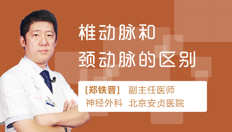 椎动脉和颈动脉的区别