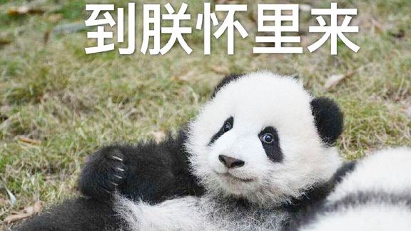 一不小心就翻滚!熊猫明明可以靠卖萌吃饭,却偏偏要摔跟头耍帅