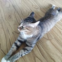 小小一只猫 