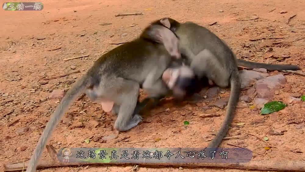 小猴子实力太弱,被同伴们摁在地上狠狠欺负,太惨了