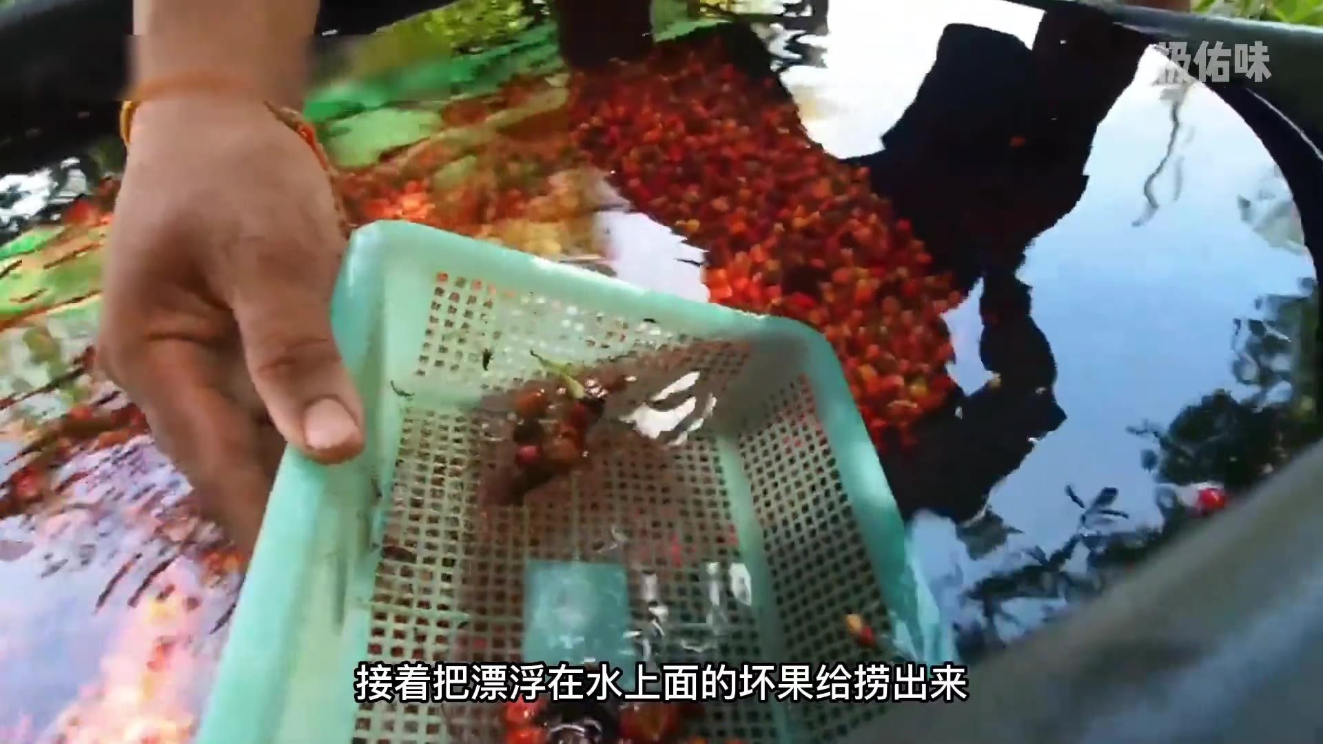 果子狸咖啡豆是如何生产出来的