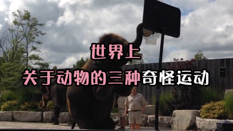 世界上关于动物的三种奇怪运动,兔子会跨栏,吼哟,真是让人惊讶
