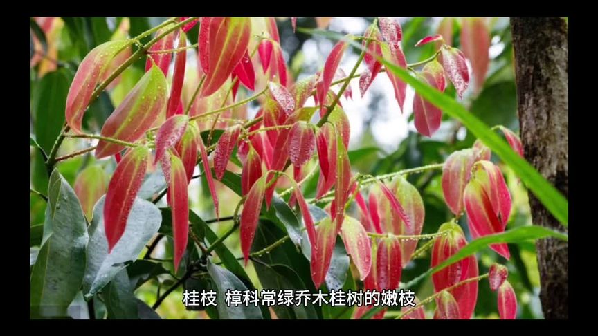 每日学习一味中药-桂枝#养生