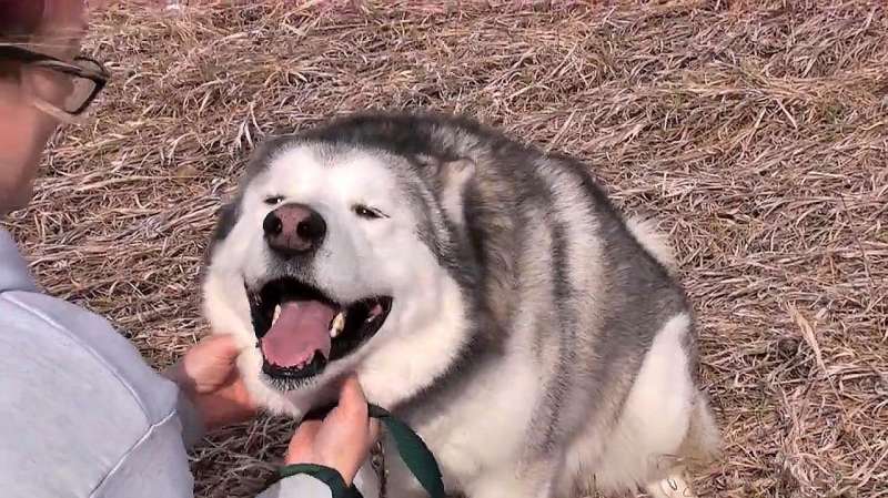 阿拉斯加犬很喜欢主人给它挠痒痒,看把它美的