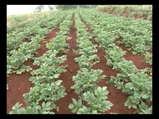 土豆栽培技术 土豆全套种植技术