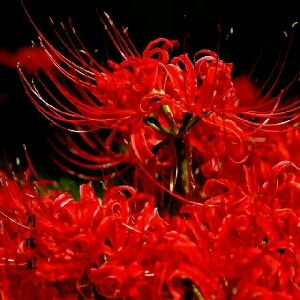 蓝夜池 