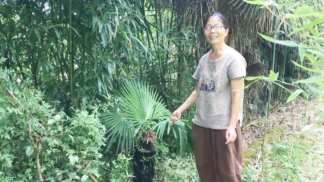 农村这种植物“矮棕树”,可盆栽,做盆景漂亮,国家二级保护植物