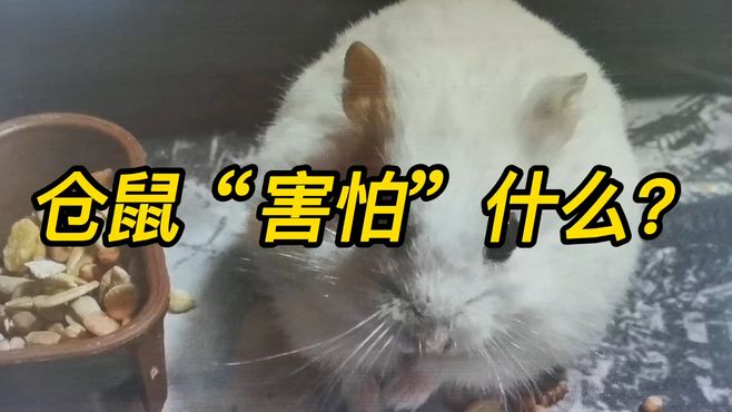 你知道都仓鼠“害怕”什么?