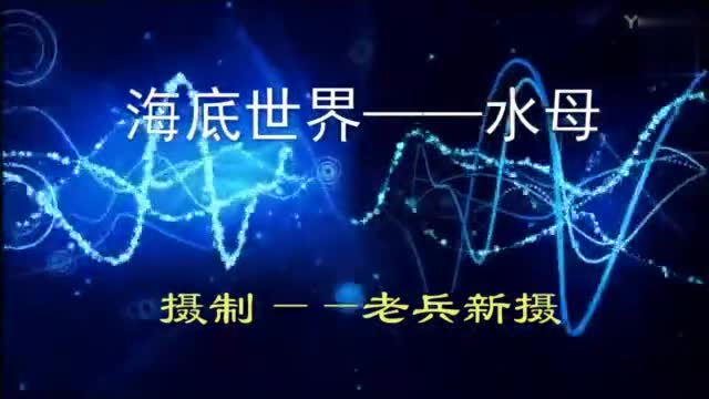 海底世界水母 高清