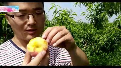 农村小哥跑去桃园摘桃子,满树的桃子随吃随拿,清凉解暑