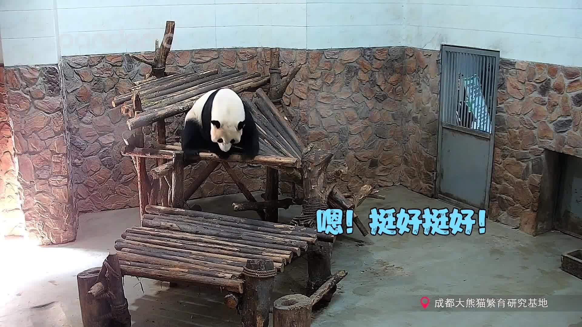 【熊猫】熊屋的满意程度要靠自己的劳动获得