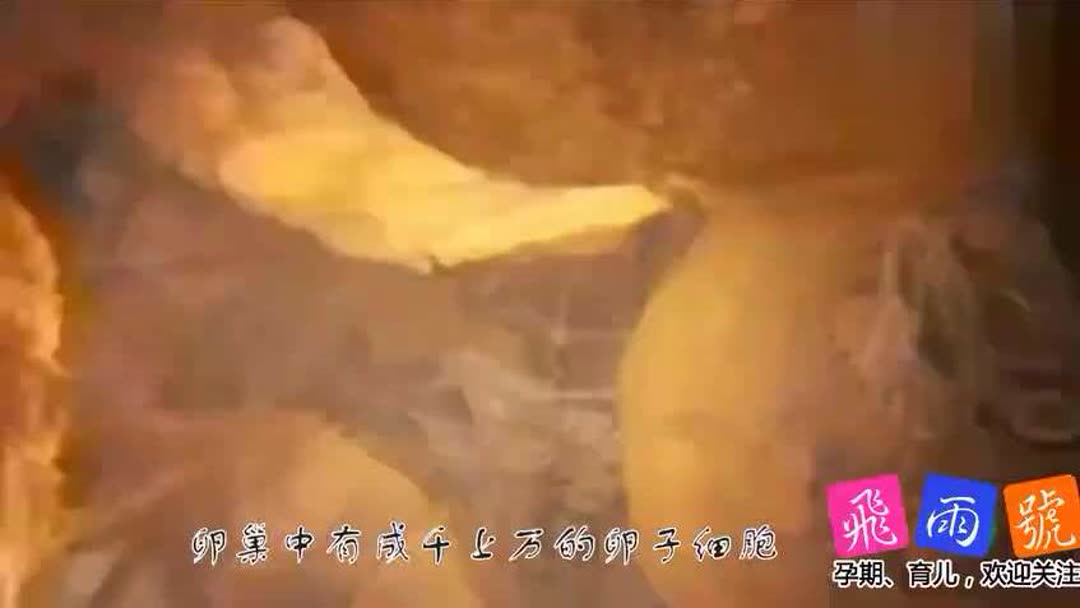 生命的起源,胎儿孕育最初的全过程!生命真的太奇妙!