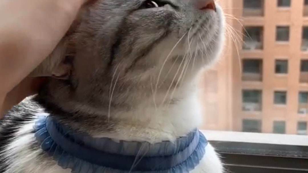 王泡芙:给我摘得啥呀半天也没有小鱼干