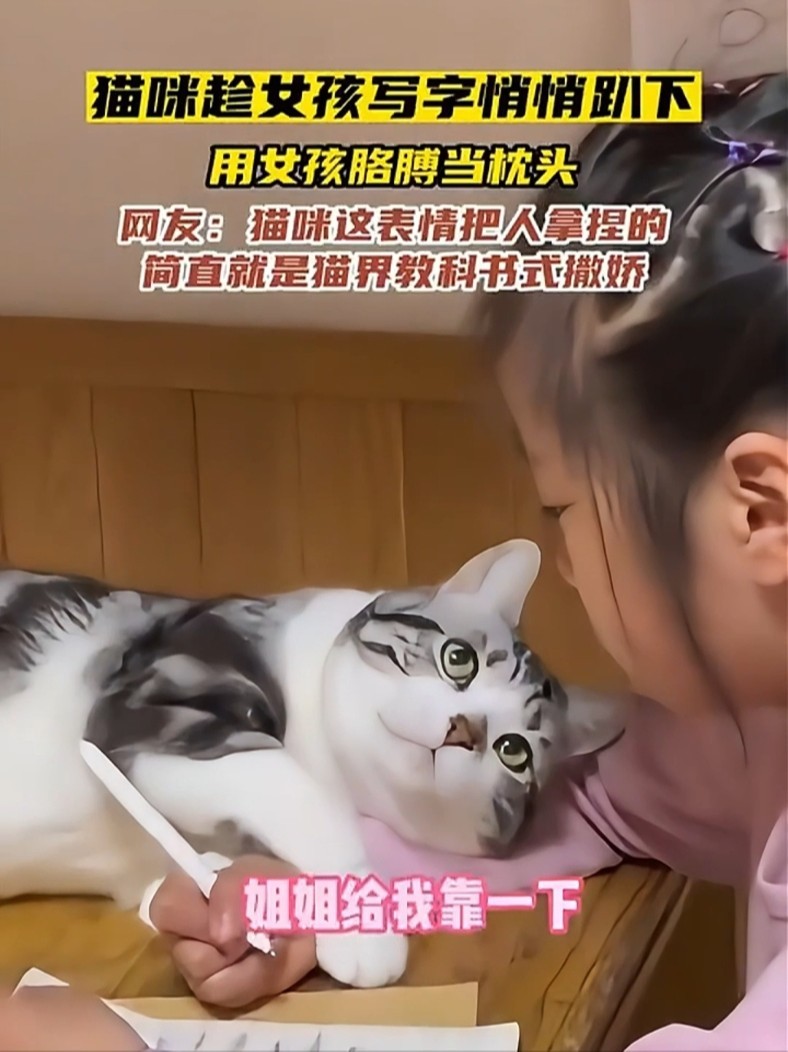 猫咪撒娇表情堪称猫界教科书
