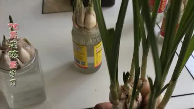无土种蒜苗,15天就能吃,特别适合家里种,一看就会,省钱