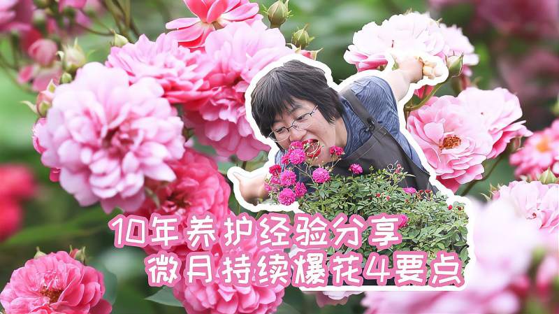 「海妈园艺课堂」10年养护经验分享 微月持续爆花4要点