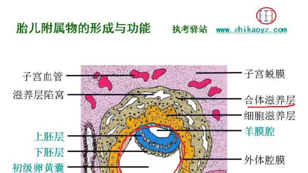 执考驿站2015年执业医师妇产科学-妊娠生理