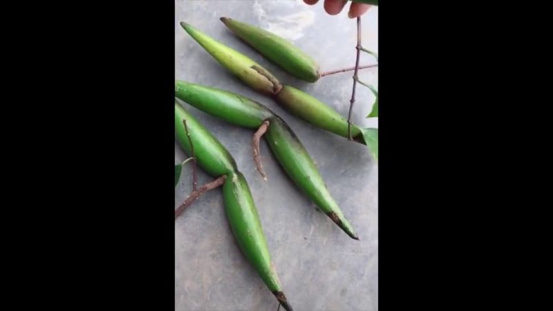 本草纲目里面记载的稀奇之物,此物名为羊角拗!