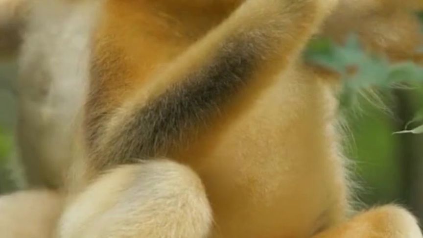 紫阳富硒茶称为“抗癌之王”“抗衰老明星”中国十大富硒品牌榜首