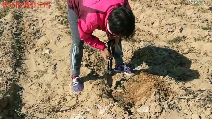 国庆节这些人不旅游跑来挖农民田里不要钱的红薯透析妈妈挖一大袋