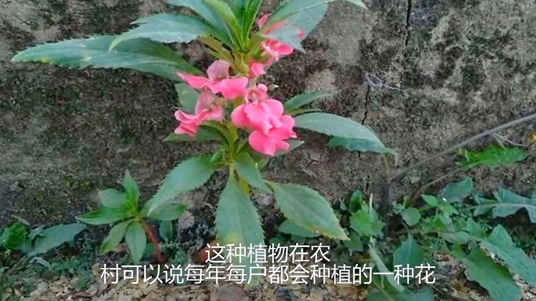 农村的凤仙花,你还记得吗。它有什么用途。