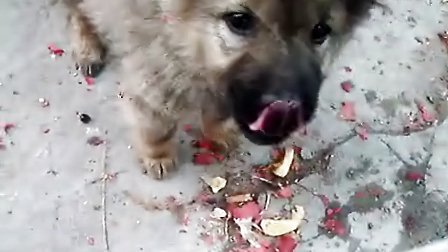 可爱的小狗【搞笑视频】