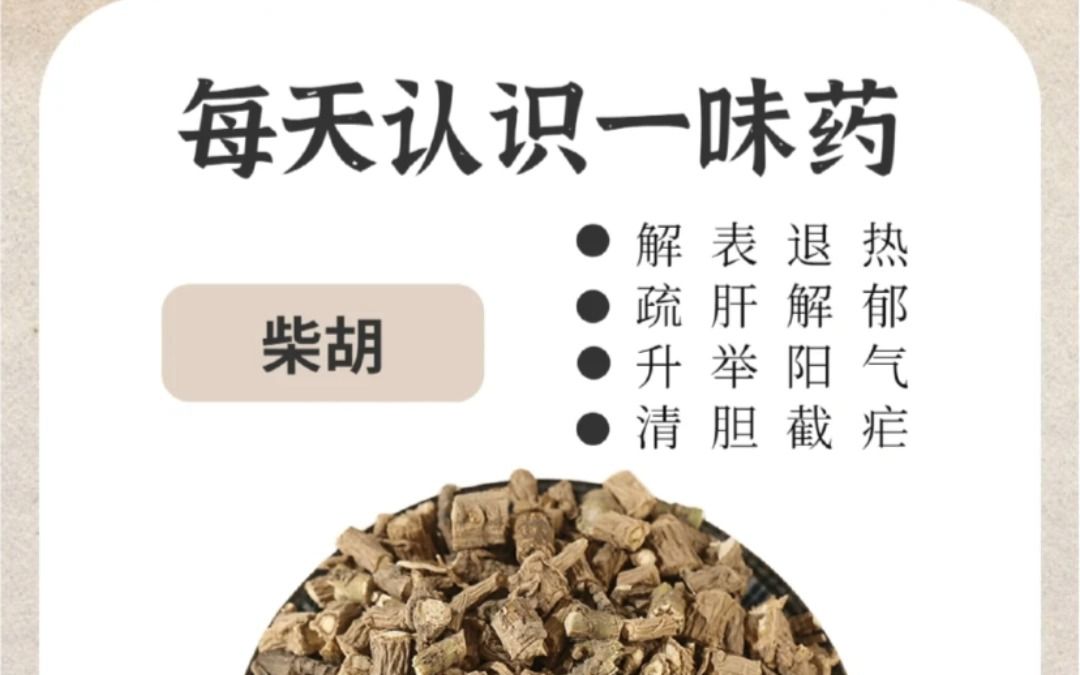 每天认识一味药之柴胡