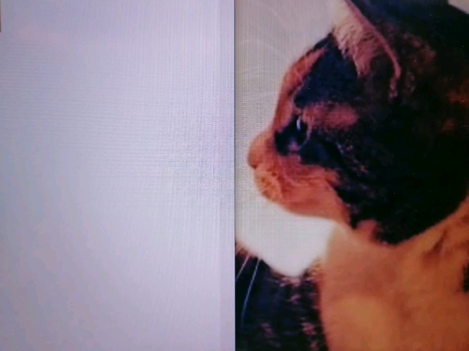 喵～在嘛?送颗爱心给你