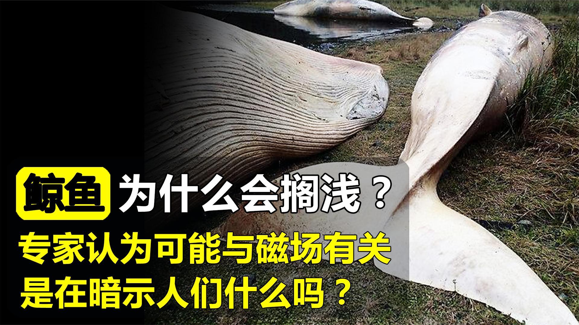 鲸鱼为何集体搁浅?科学家研究多个案例,究竟发现了什么?
