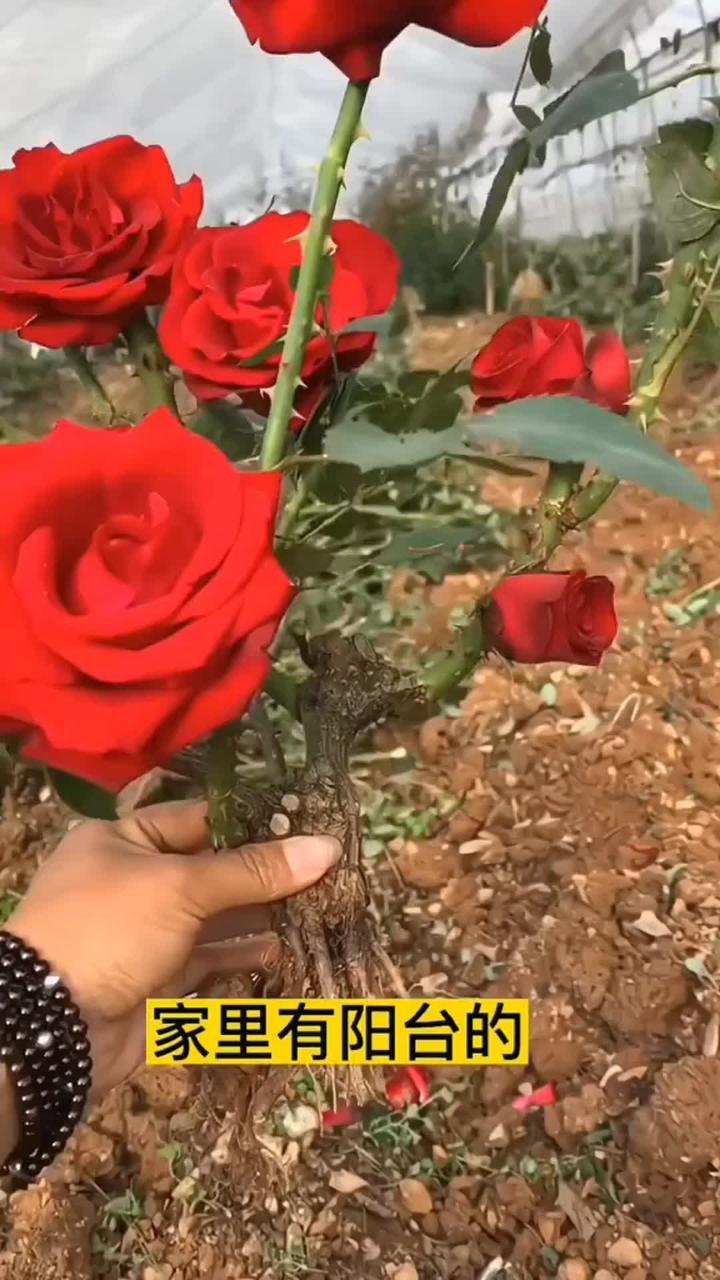 #玫瑰老桩 这个玫瑰花好种,生长快,短时间就会开花,花...
