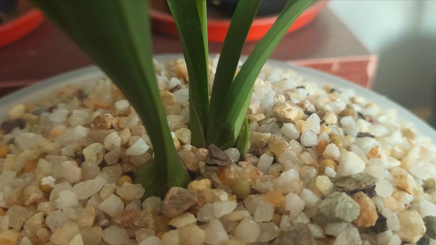 北方兰花养殖,日常管理(二)